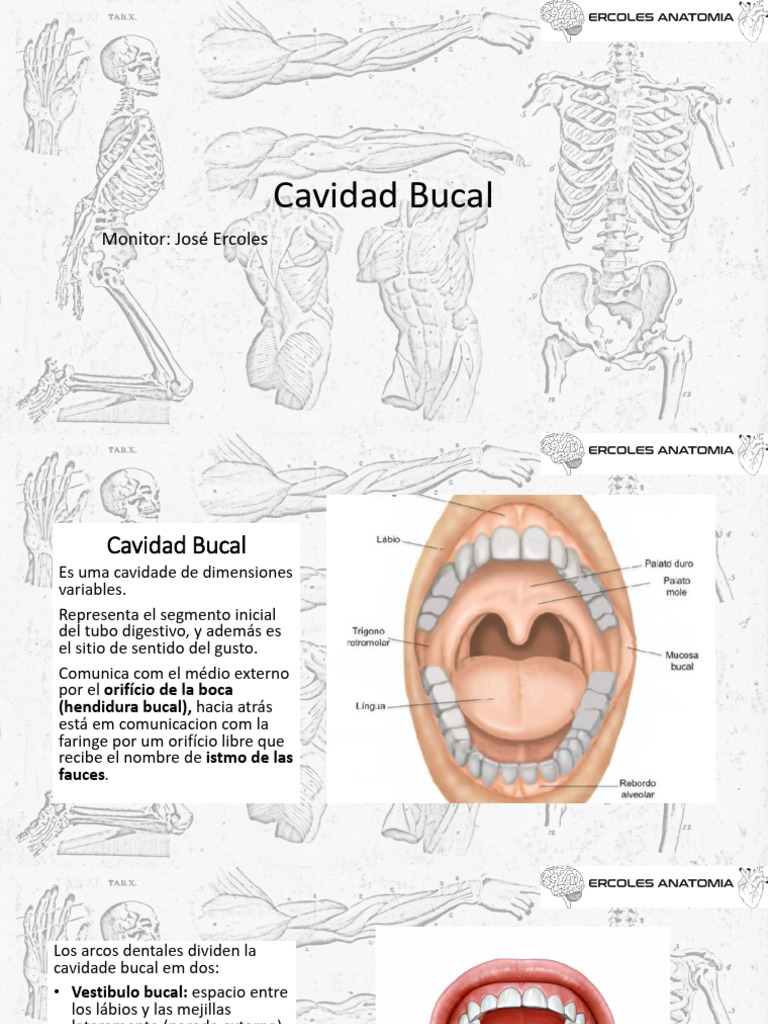 Anatomía y Funciones de la Cavidad Bucal | PDF | Lengua | Boca