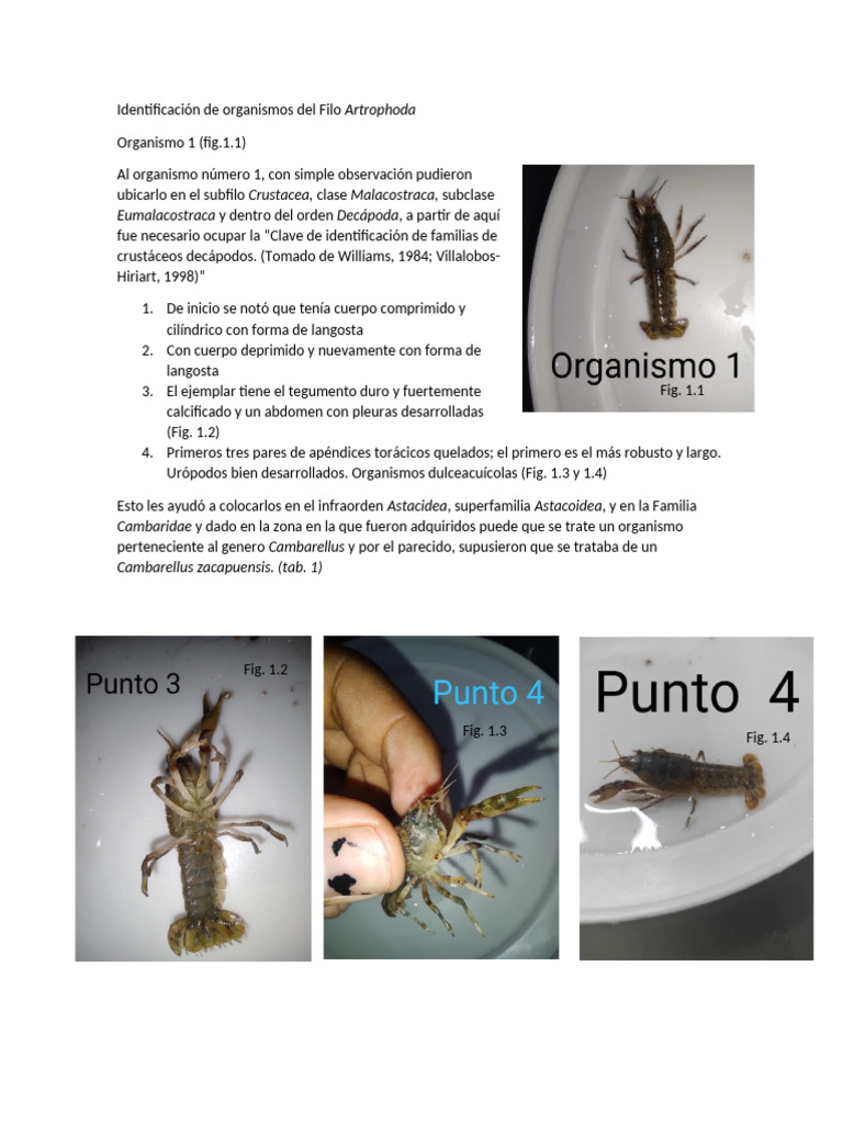 Identificación de Crustáceos Decápodos | PDF | Crustáceo | Cangrejo