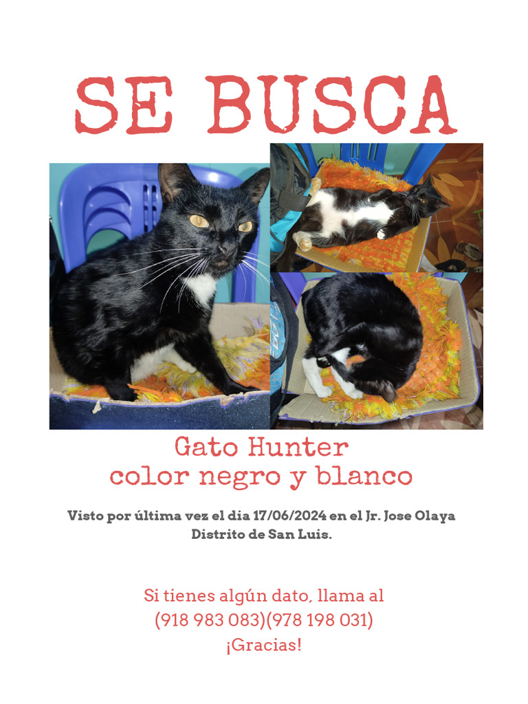 Rojo Foto Se Busca Mascota Póster | PDF