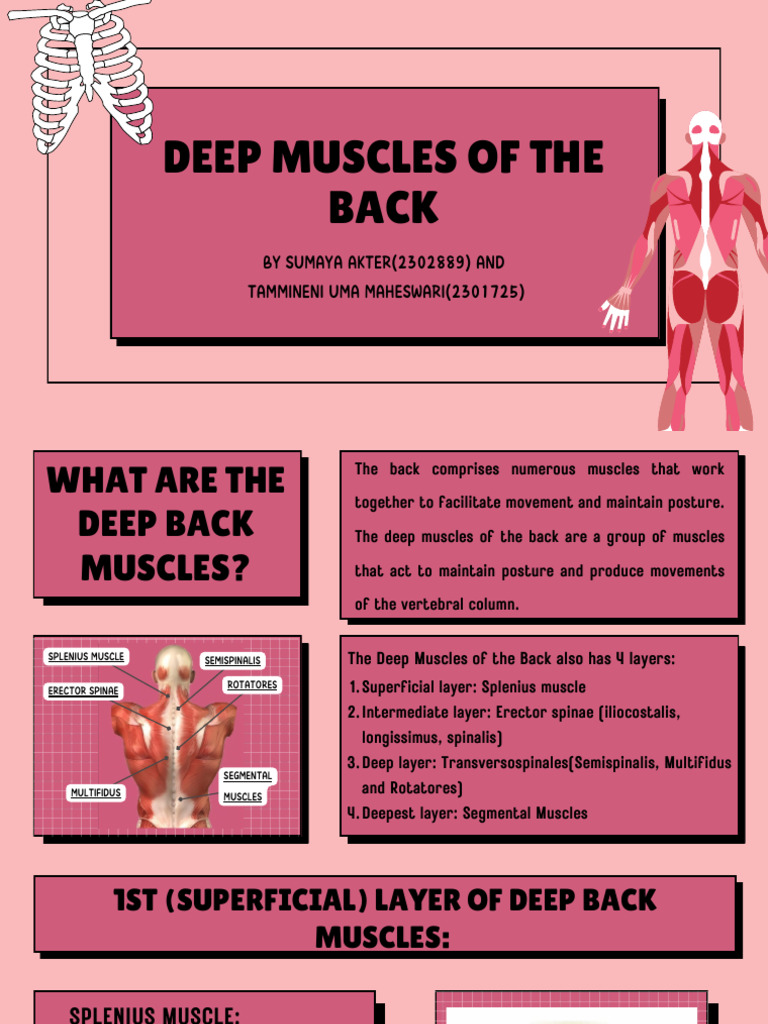Anatomy of Deep Back Muscles | PDF | Vertebra | Vertebral Column