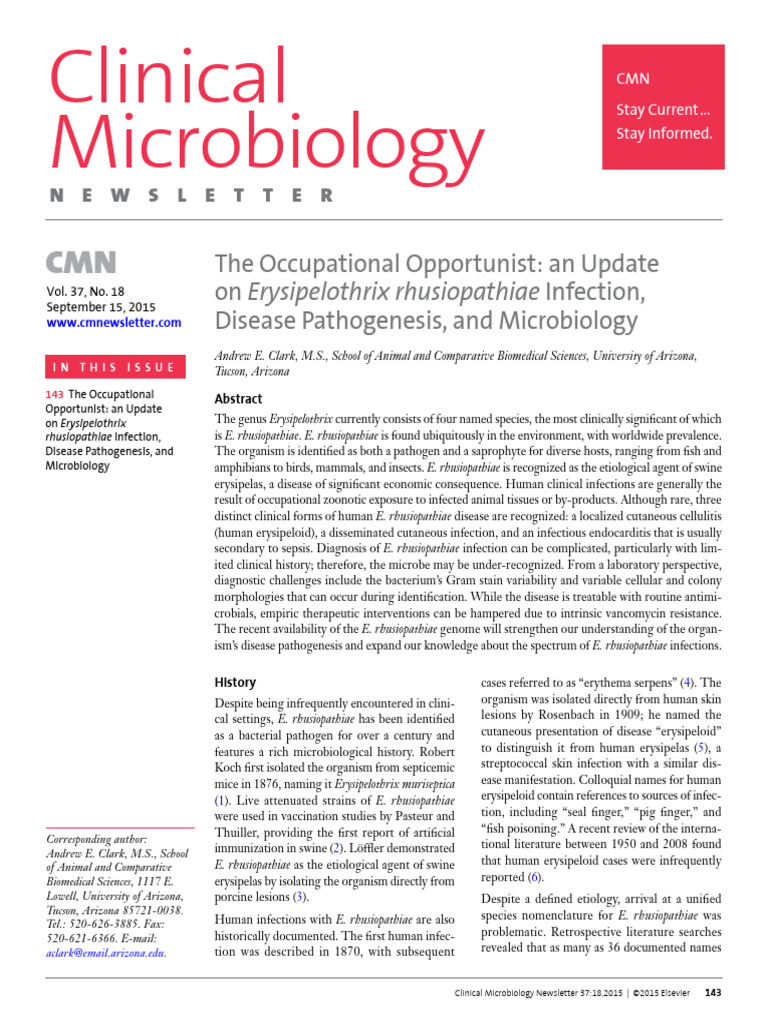 Erysipelothrix rhusiopathiae Overview | PDF | Infection | Phagocyte