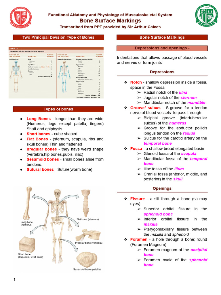 INTRO to BONES | PDF | Vertebra | Pelvis