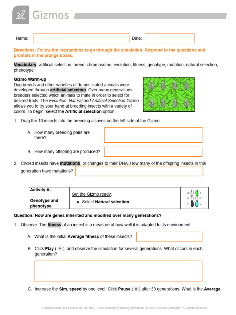 Evolution Natural Artificial Gizmos | PDF | Natural Selection | Genotype