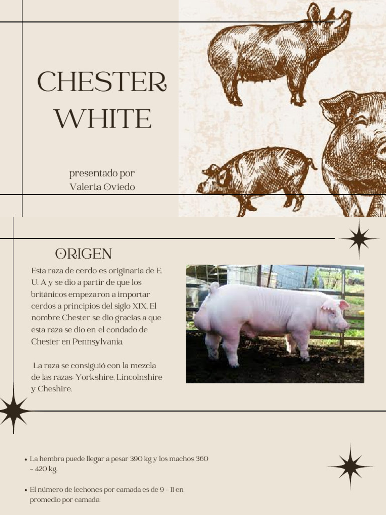 White Chester | PDF