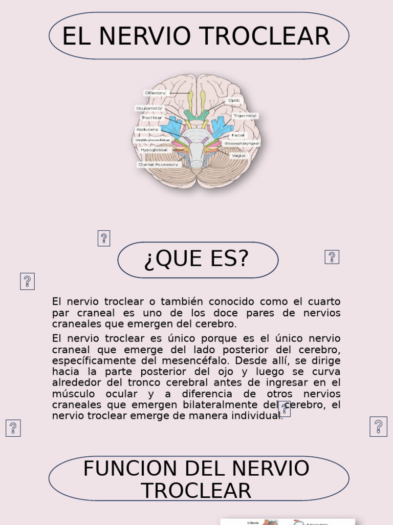 El Nervio Troclear 2 | PDF