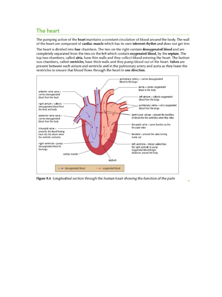 The Heart | PDF