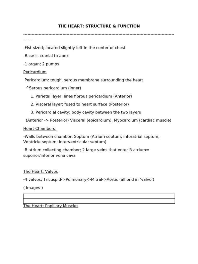 The Heart Structure and Function Notes | PDF