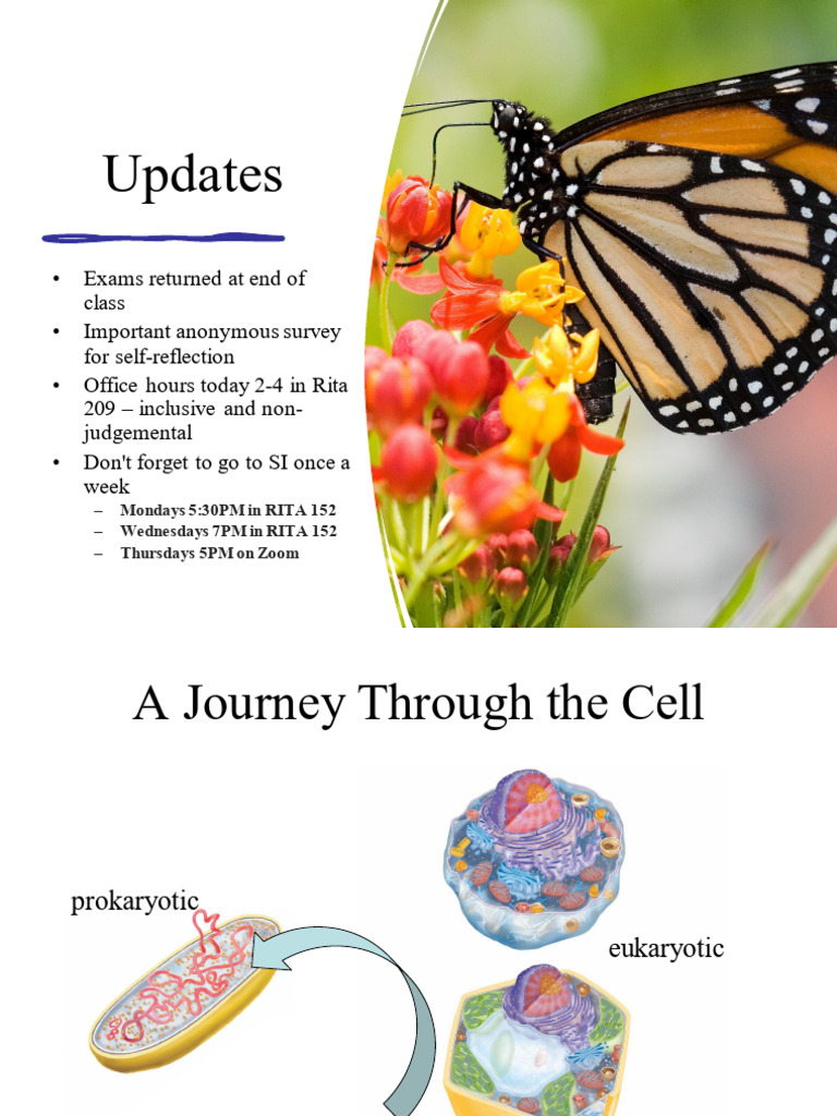Cell Biology and Transport Overview | PDF
