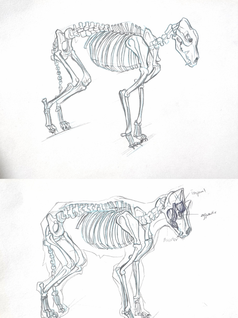 Xinyi Lu Animal Skeletons 2 | PDF