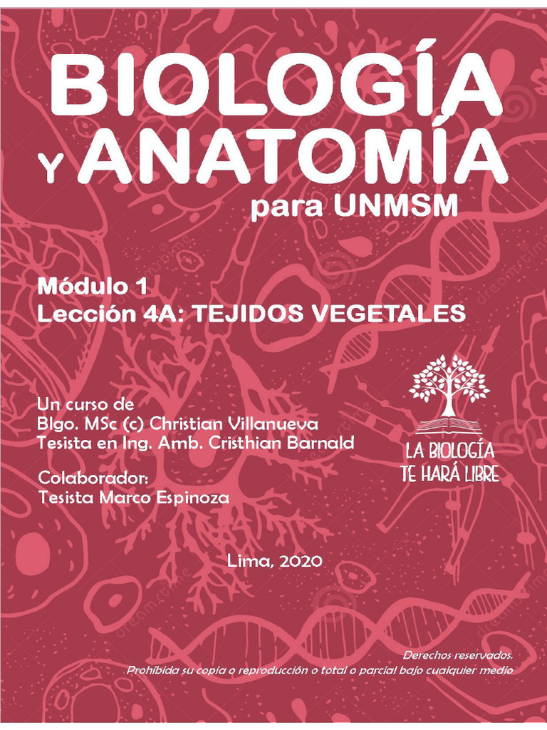 Tejidos Vegetales-2 | PDF