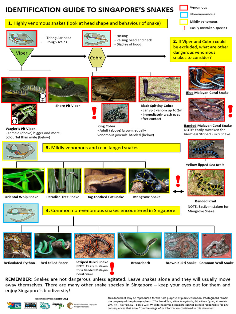 Snake Identification Chart | PDF | Snake | Venomous Snakes