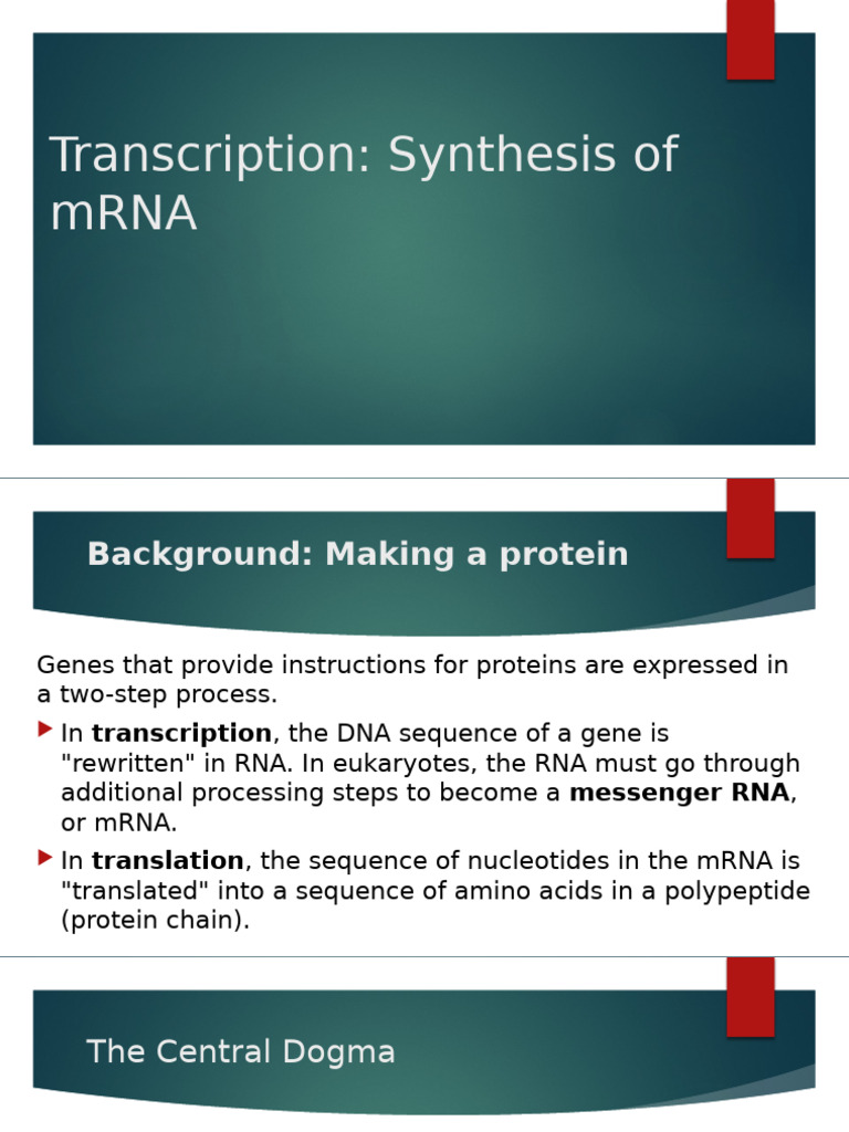 Transcription Synthesis of mRNA | PDF | Rna | Genetic Code
