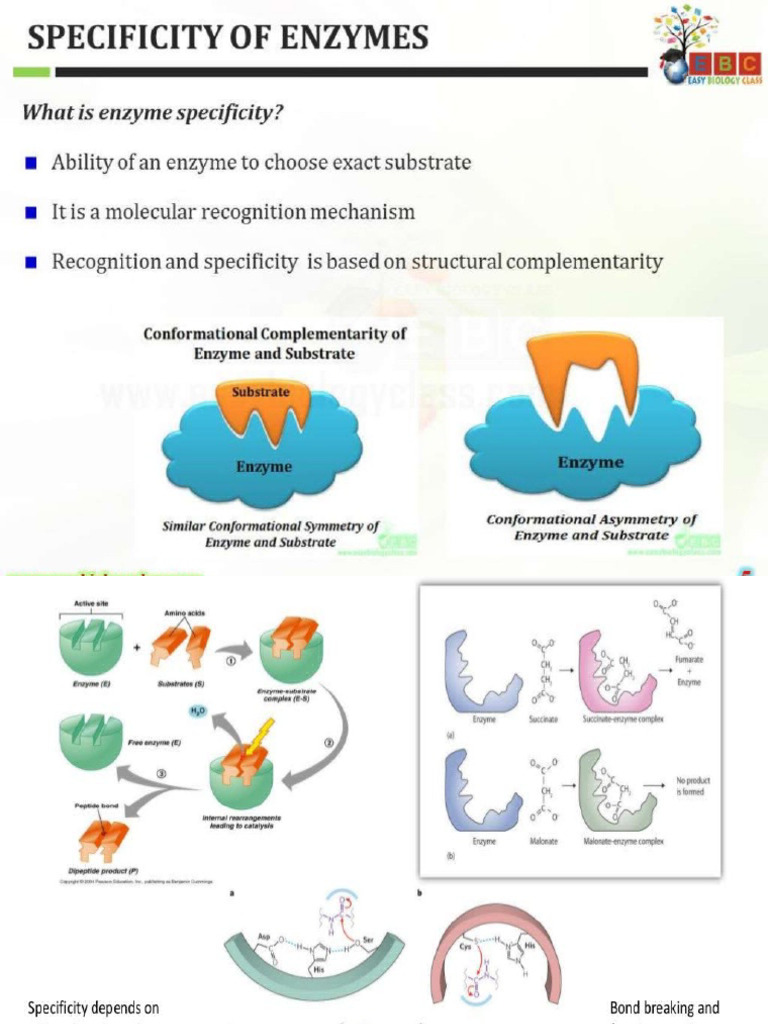 Enzyme Specificity | PDF