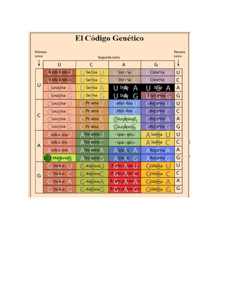 Tareas de bio - Documentos de Google | PDF