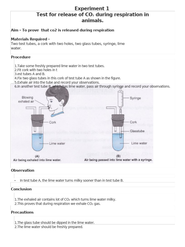 10 Cbse Biology Record - Experiment - 1& 2 | PDF | Cell (Biology) | Yeast