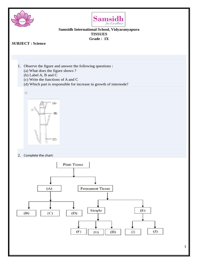 Tissues Worksheet | PDF