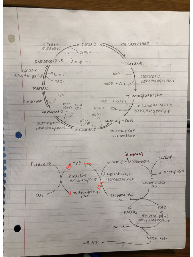 MCAT Pathways 2 | PDF