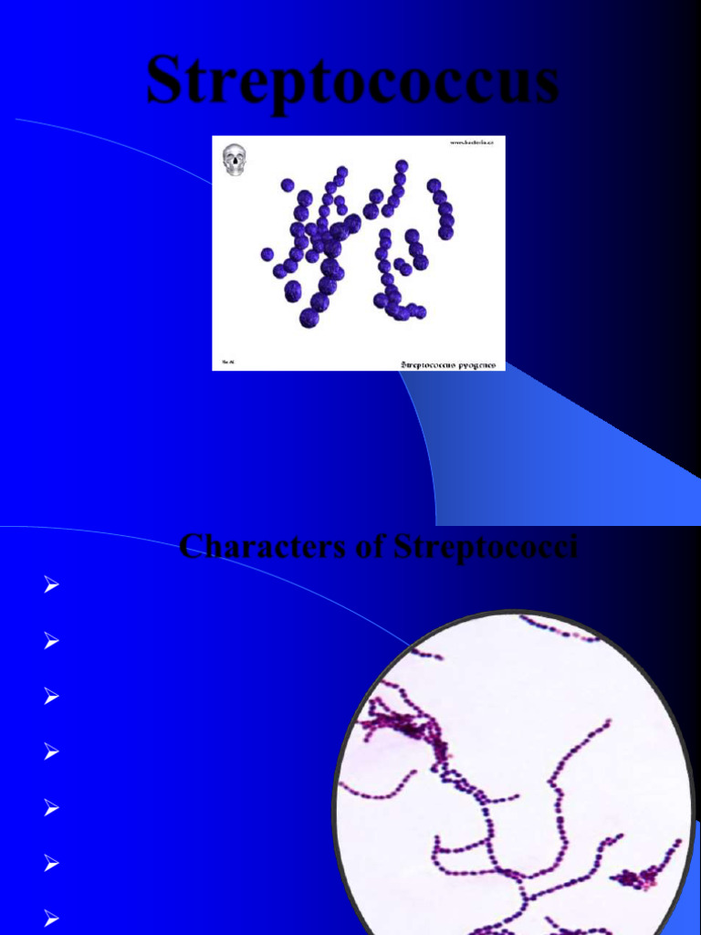 Streptococcus Pyogens@2024 | PDF | Streptococcus | Human Diseases And ...