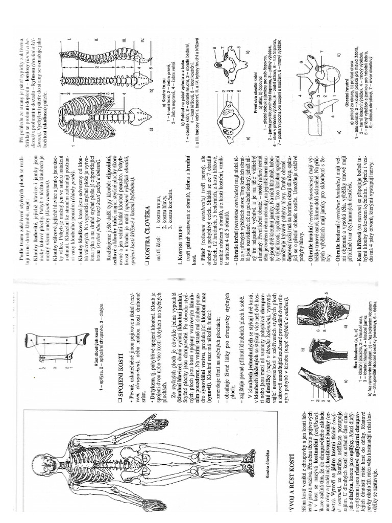 Otevřít kosti .pdf | PDF