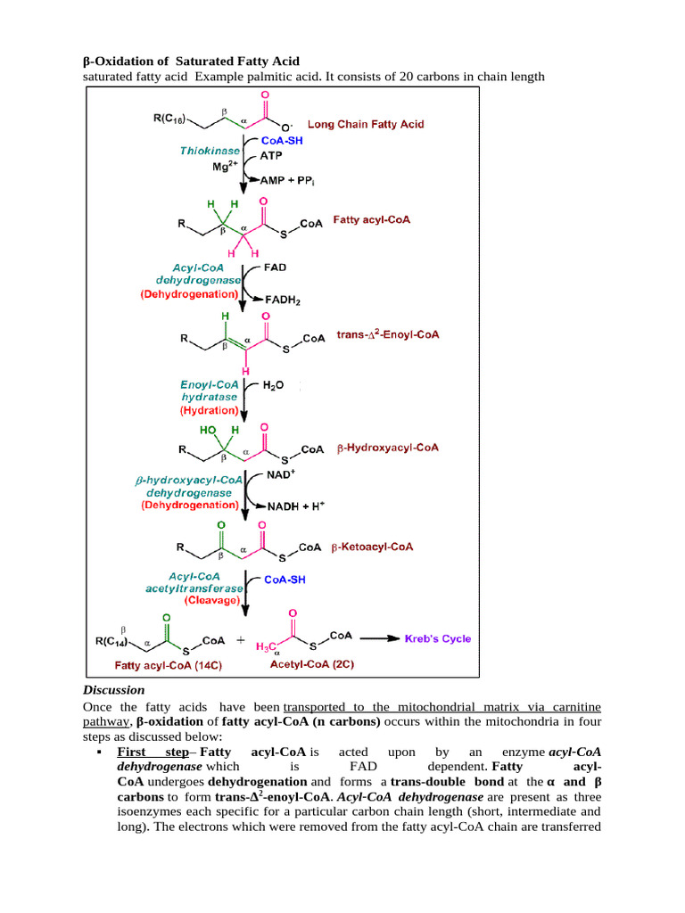 β-Oxidation of Fatty Acids Explained | PDF | Fatty Acid | Adenosine ...