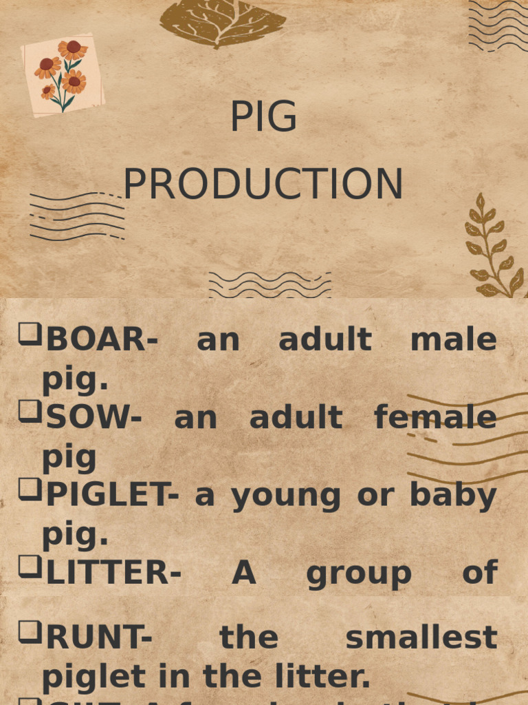 Pig Production | PDF | Pig | Domesticated Animals