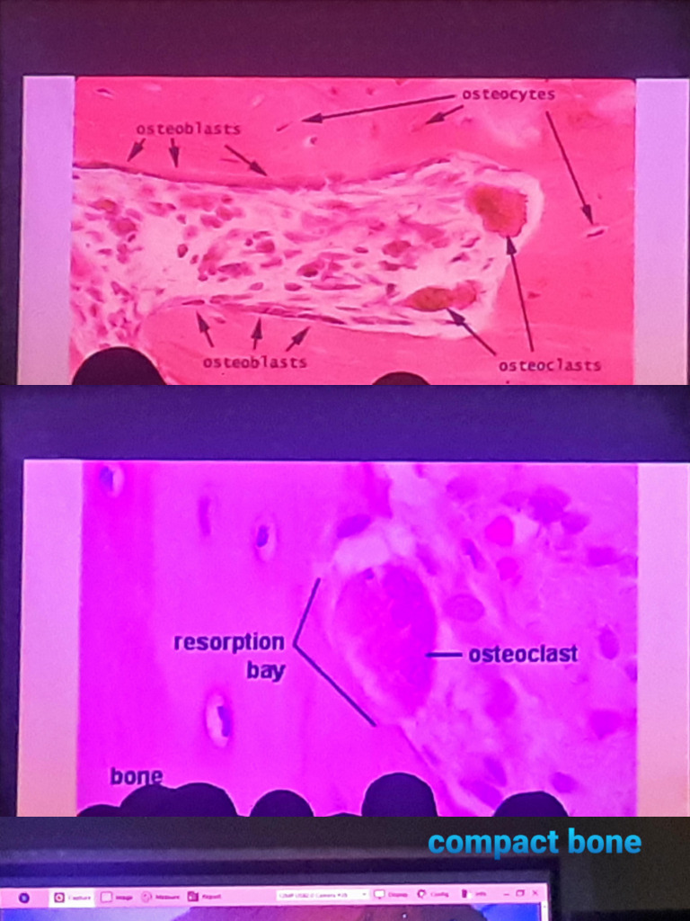 Microscopic View of Bones | PDF
