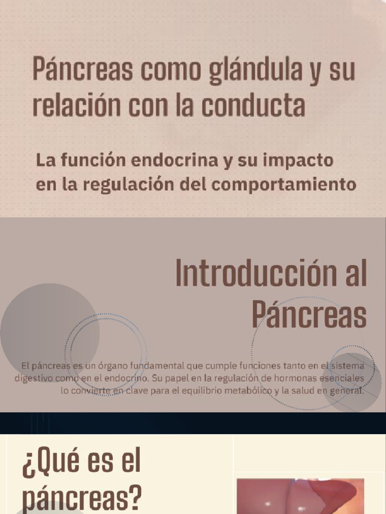 4 Pancreas | PDF