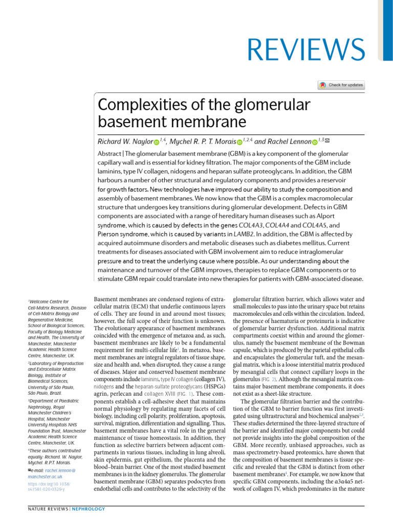 Complexities of The Glomerular Basement Membrane (Nature) | PDF ...