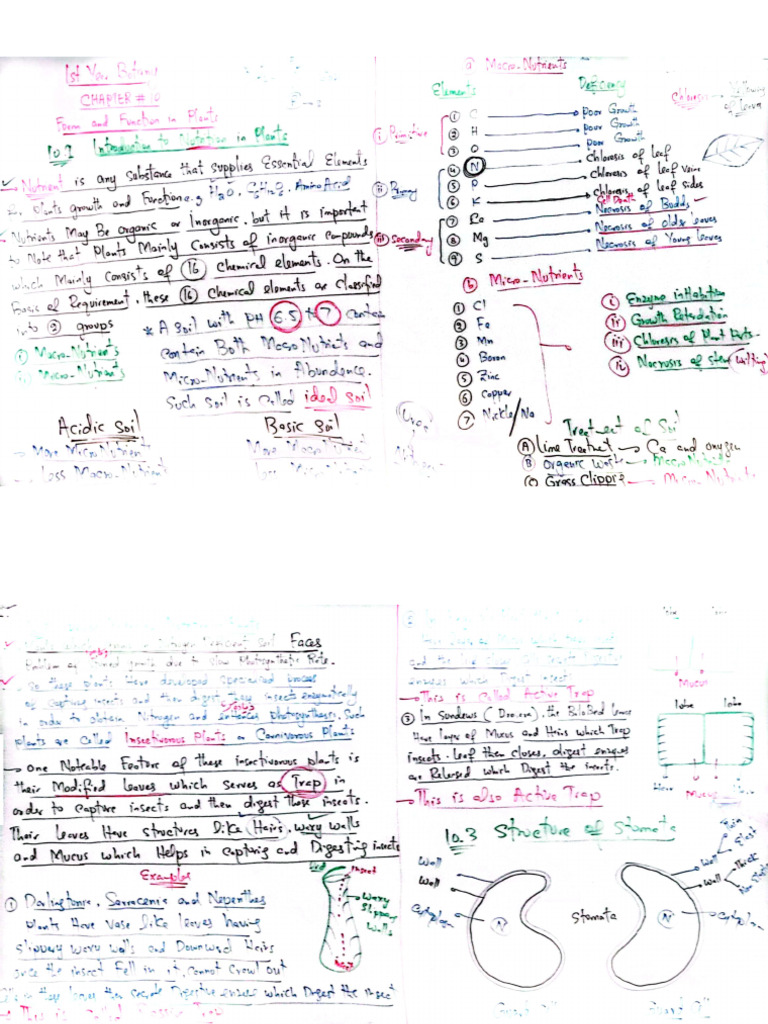 Form and Function in Plant Notes | PDF