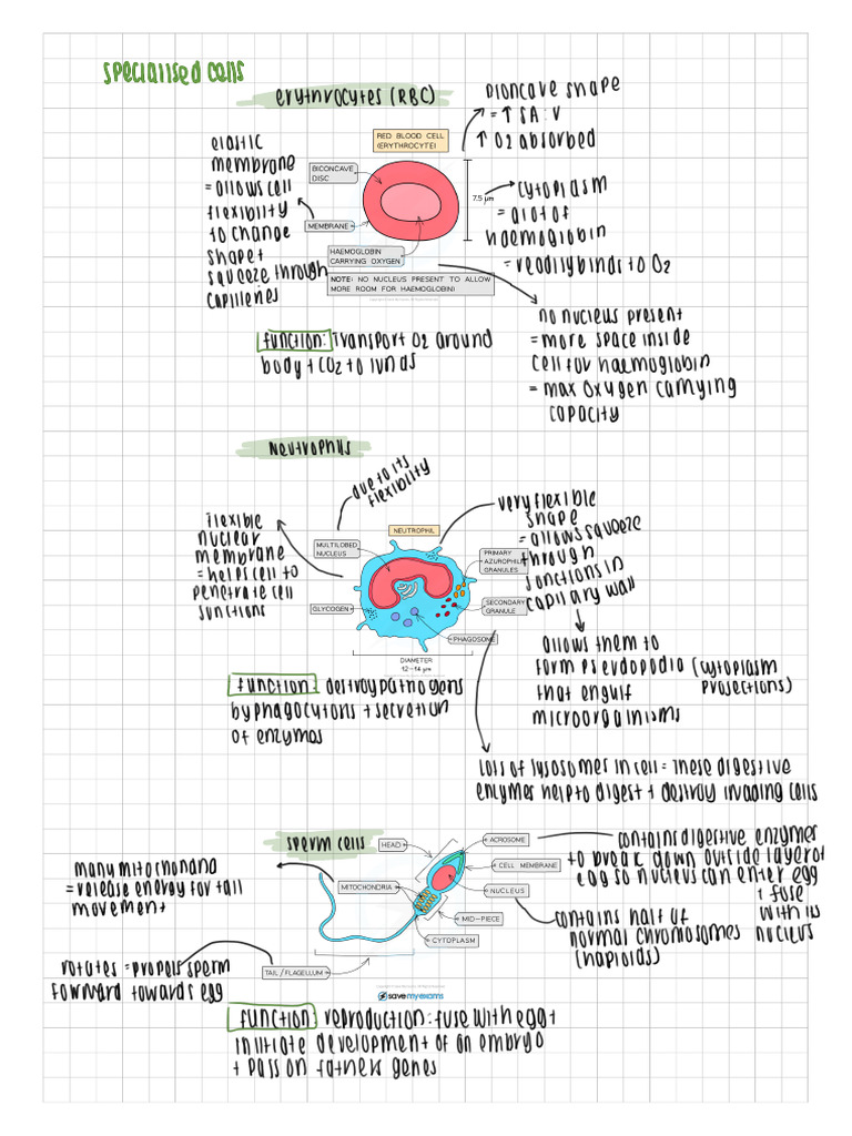 A Level Biology Specialised Cells Notes | PDF