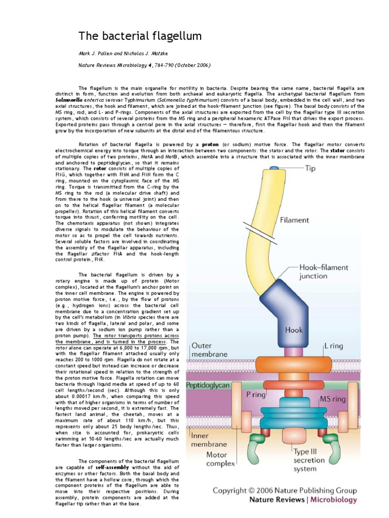 The Bacterial Flagellum | PDF | Molecular Biology | Chemistry