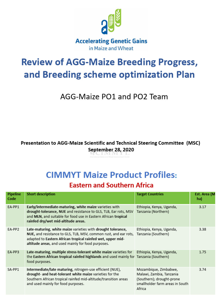 Accelerate Genetic Gain Maize Breeding Scheme Review CIMMYT 2020 | PDF ...