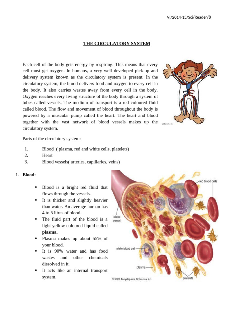 Circulatory System (1) 2 | PDF | Heart | Atrium (Heart)