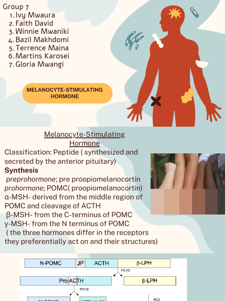 Melanocyte Stimulating Hormone | PDF | Adrenocorticotropic Hormone ...