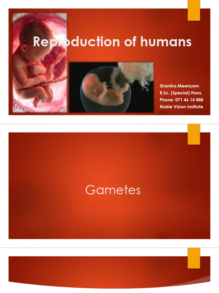 Human Gametes and Fertilization | PDF