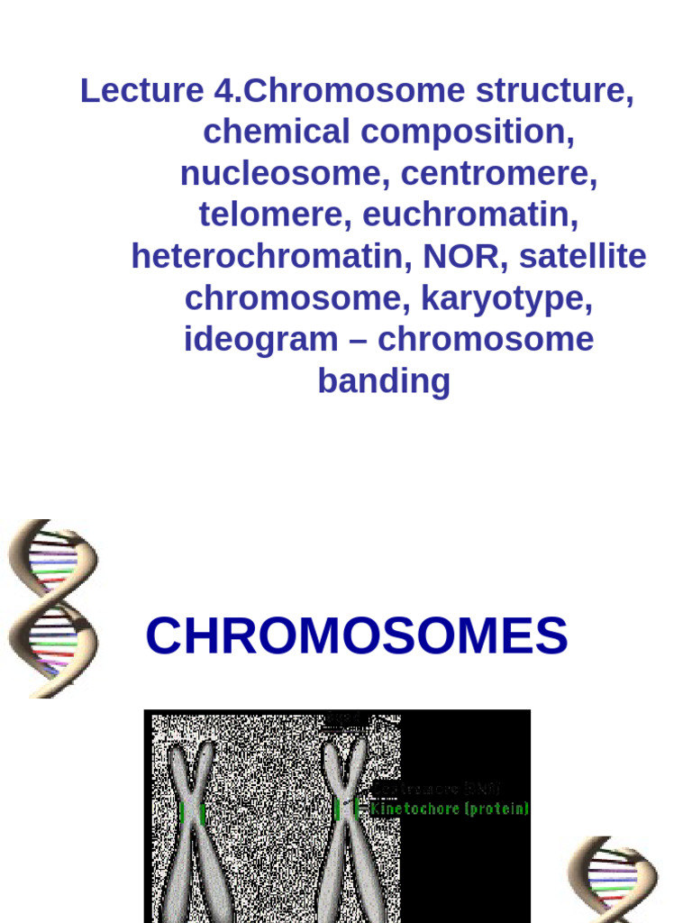 Lecture 4 Chromosome Structure | PDF | Karyotype | Chromosome
