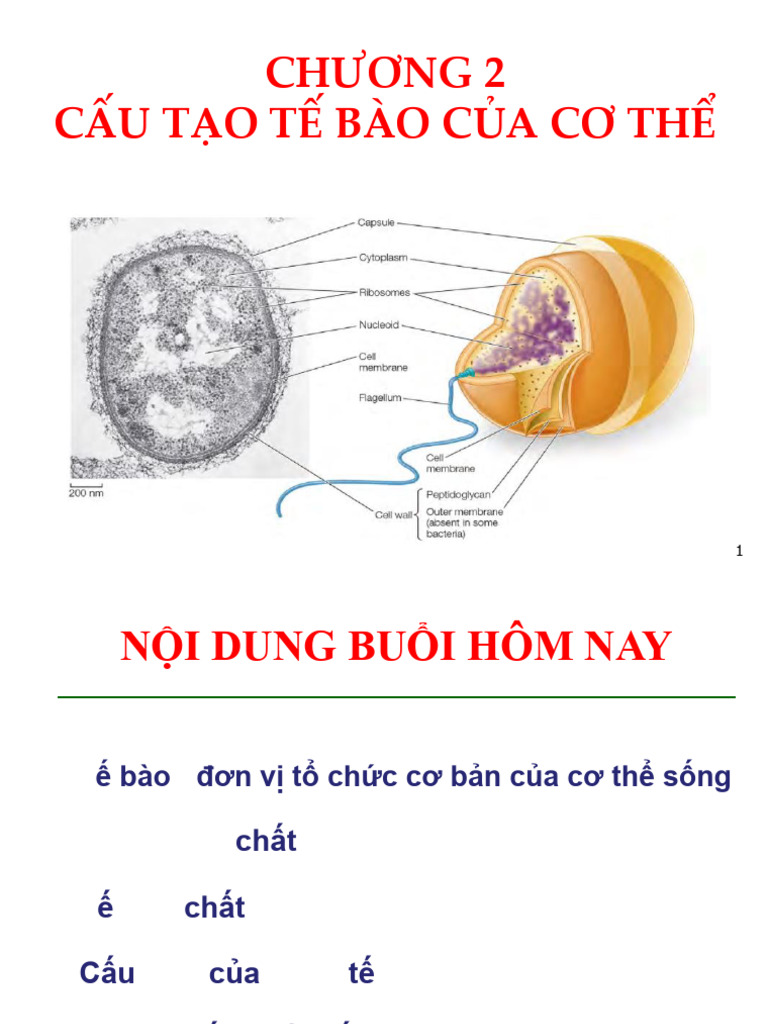 SHDC - Tuan 5 - 2020 - SV | PDF
