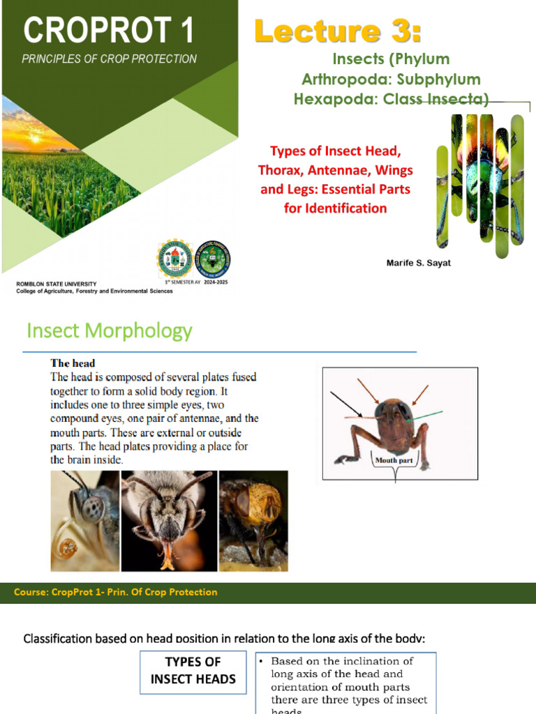 Lecture-3.-Insects-Phylum-Arthropoda-Subphylum-Hexapoda-Class-Insecta ...