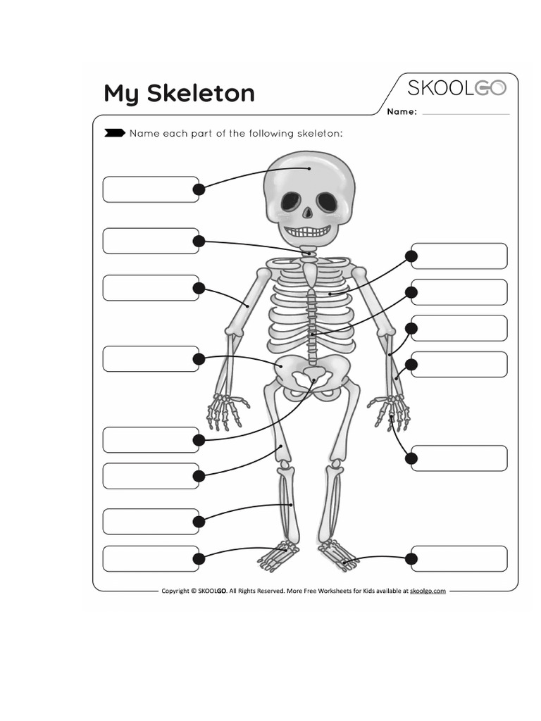 Skeletal System Pdf