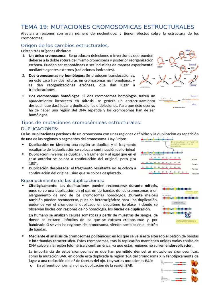 Mutaciones Cromosómicas Estructurales | PDF | Mitosis | Gene