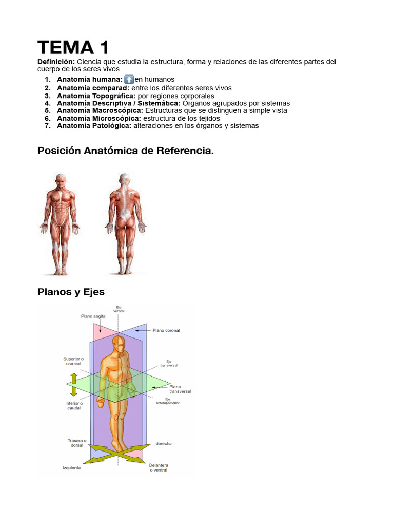 t1 y t2 Anatomia | PDF | Articulación | Músculo