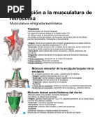 Musculos Intrinsecos y Extrinsecos Del Dorso | PDF | La columna ...