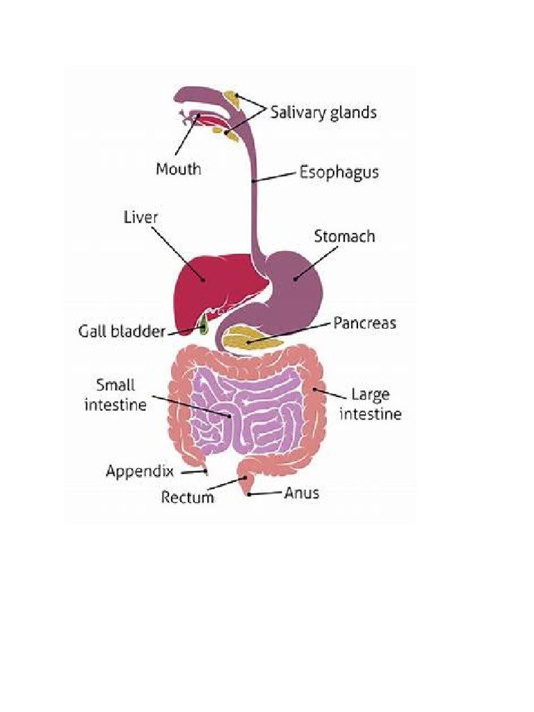 Human Digestive System | PDF