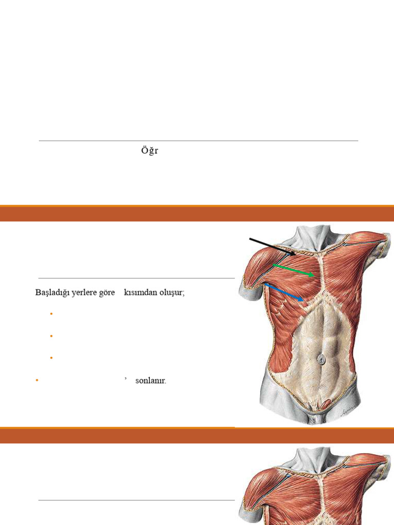 Pektoral_kaslar__Brachial_Plexus | PDF