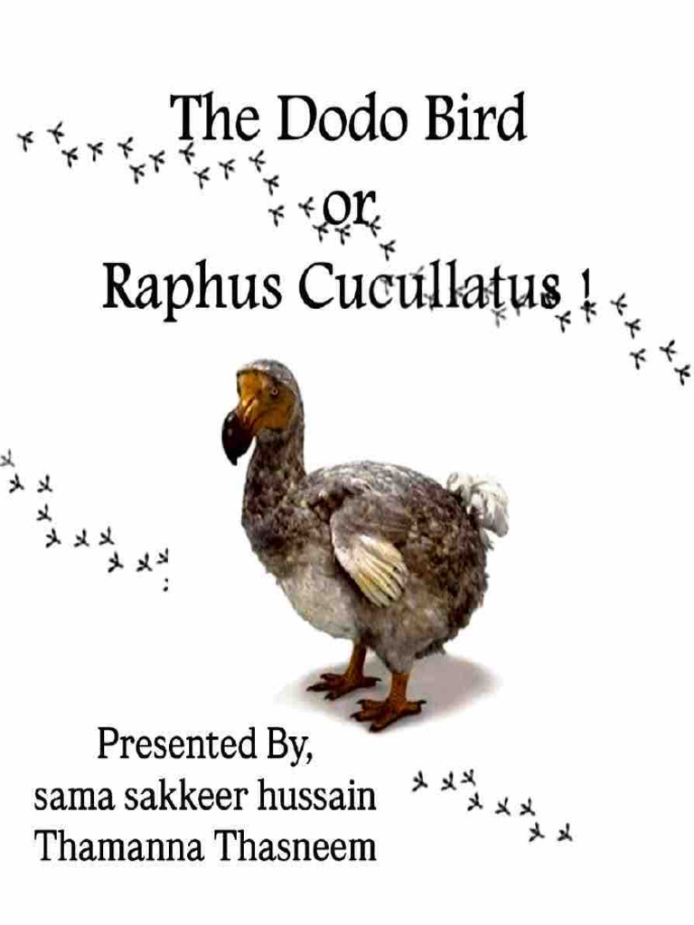 Dodo Bird Facts and Extinction History | PDF | Columbidae | Columbiformes