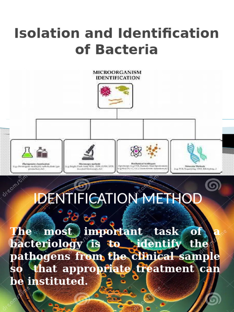 Isolation and Identification | PDF | Catalase | Staining
