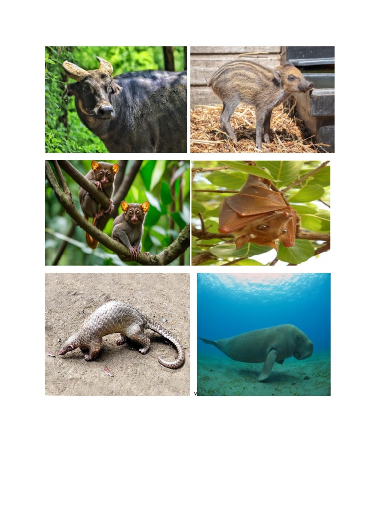 animals | PDF