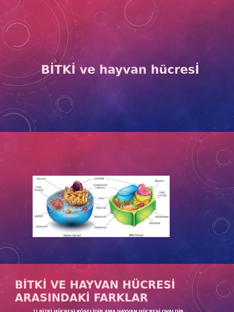Bitki Ve Hayvan Hücresi | PDF