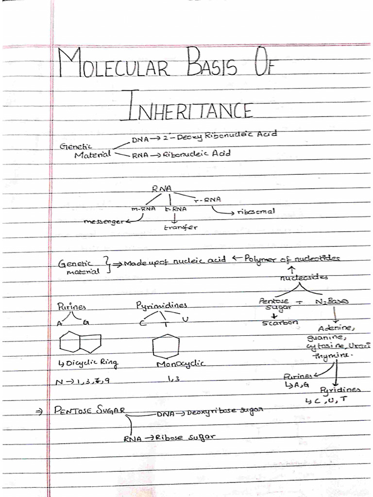 Molecular Basis of Inheritance | PDF