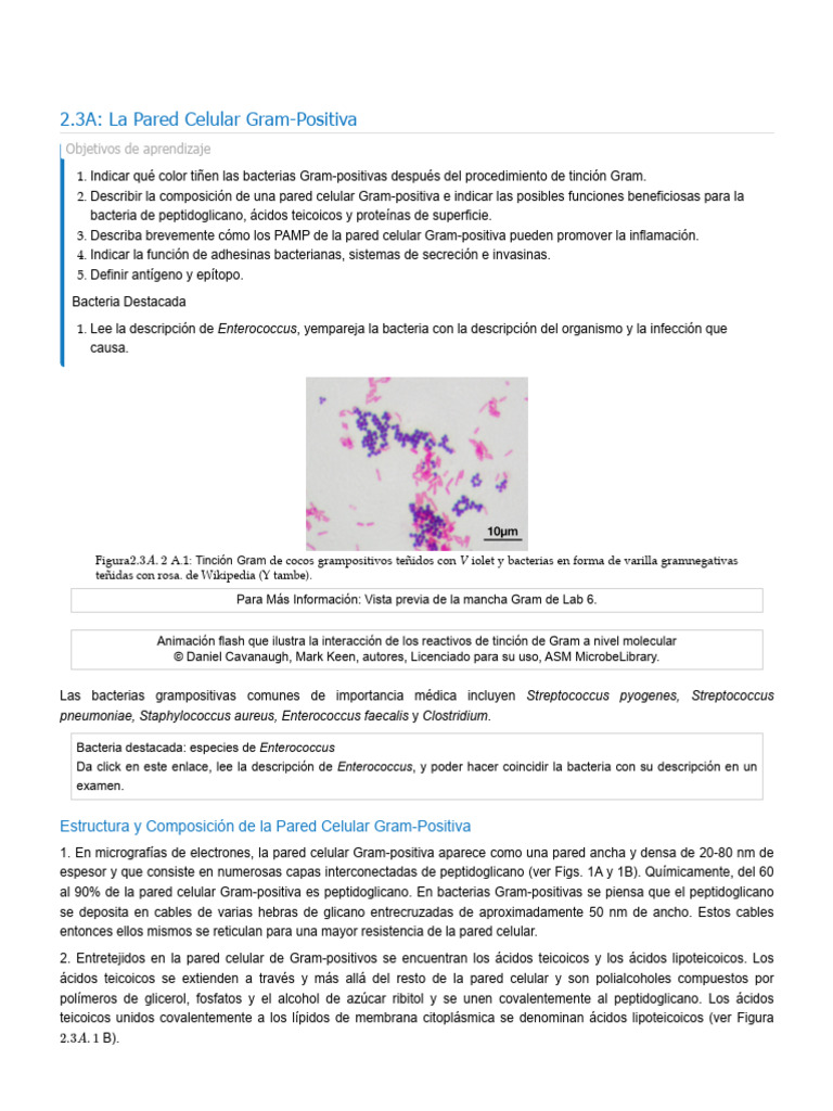 2.3A - La Pared Celular Gram-Positiva - LibreTexts Español | PDF ...